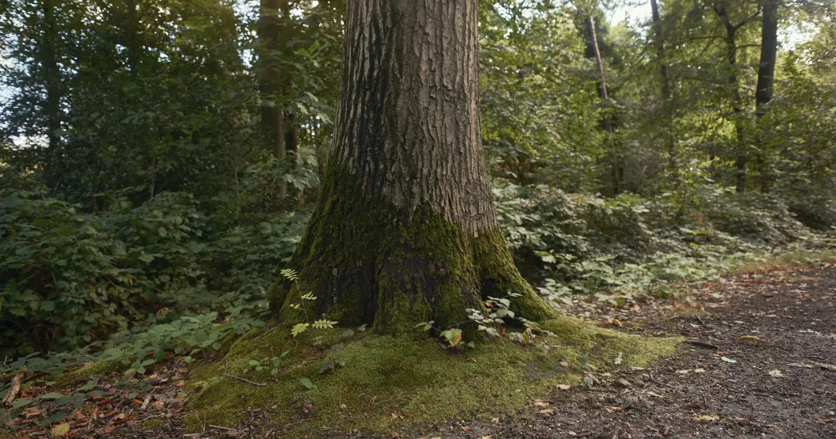 Stikstof en natuurbescherming | Stibbe